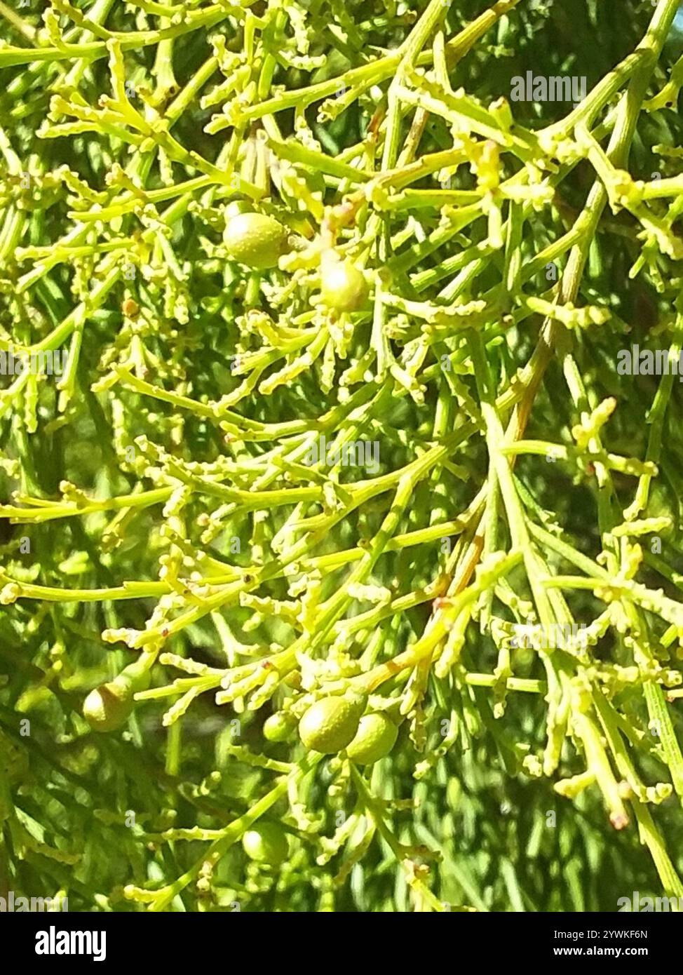 Cherry Ballart (Exocarpos cupressiformis Stock Photo - Alamy