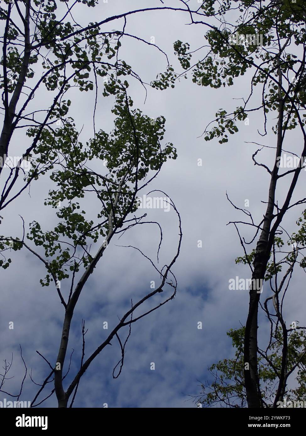 trembling aspen (Populus tremuloides Stock Photo - Alamy