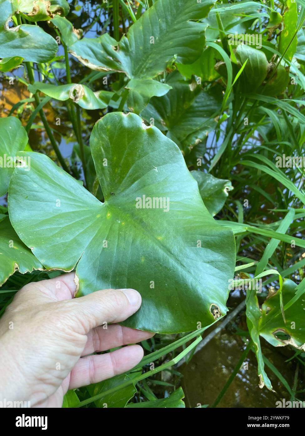 spatterdock (Nuphar advena Stock Photo - Alamy