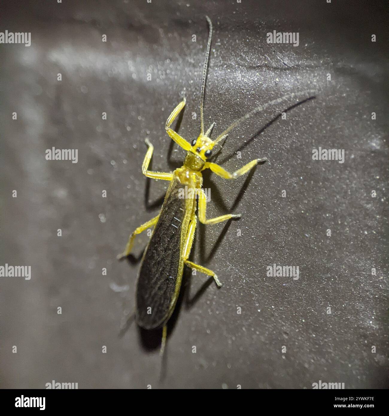 Tropical Stoneflies (Neoperla Stock Photo - Alamy