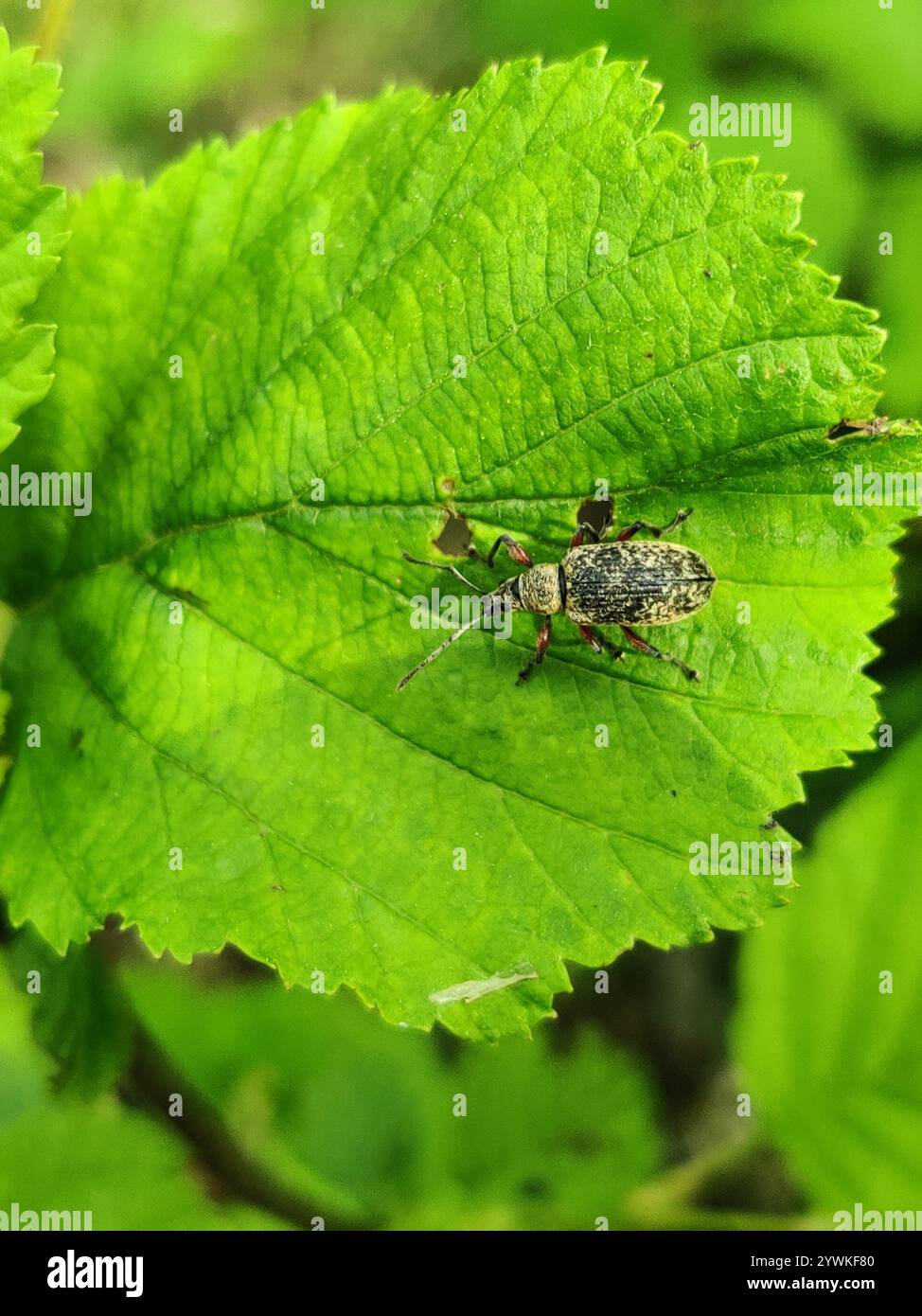 Nettle weevil (Phyllobius pomaceus Stock Photo - Alamy