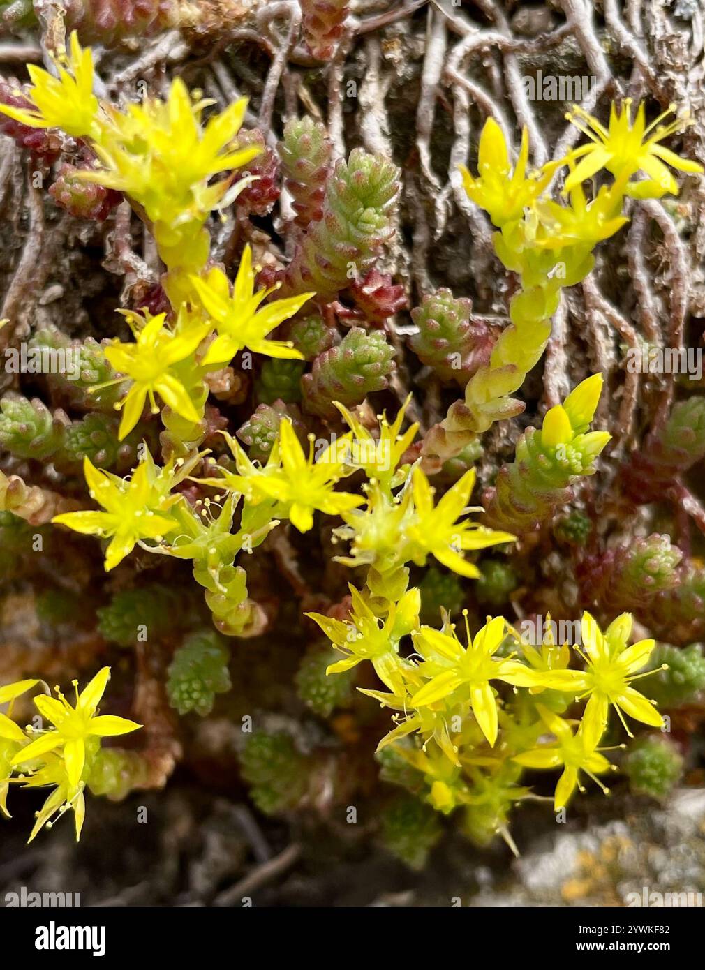 Biting Stonecrop (Sedum acre Stock Photo - Alamy