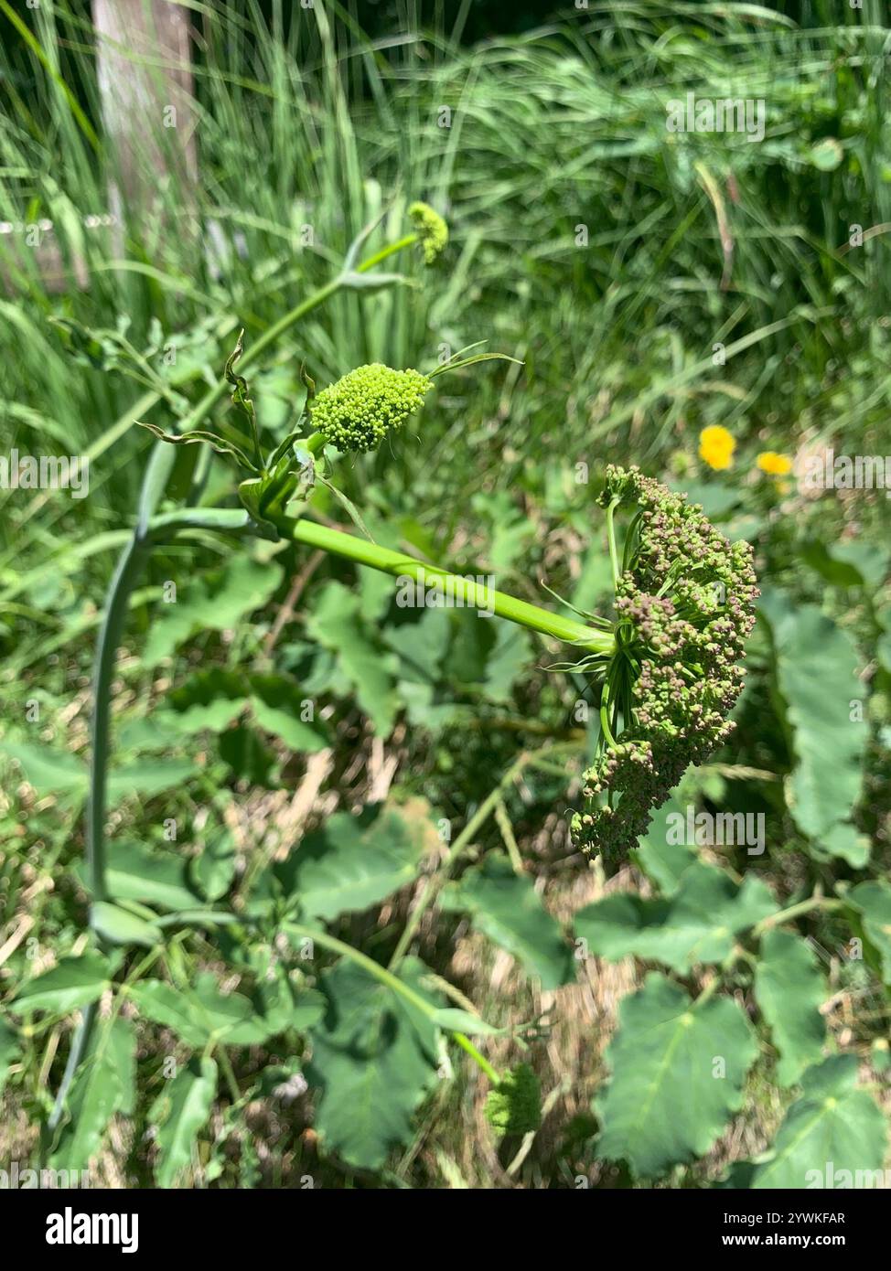 Broad leaved sermountain hi-res stock photography and images - Alamy