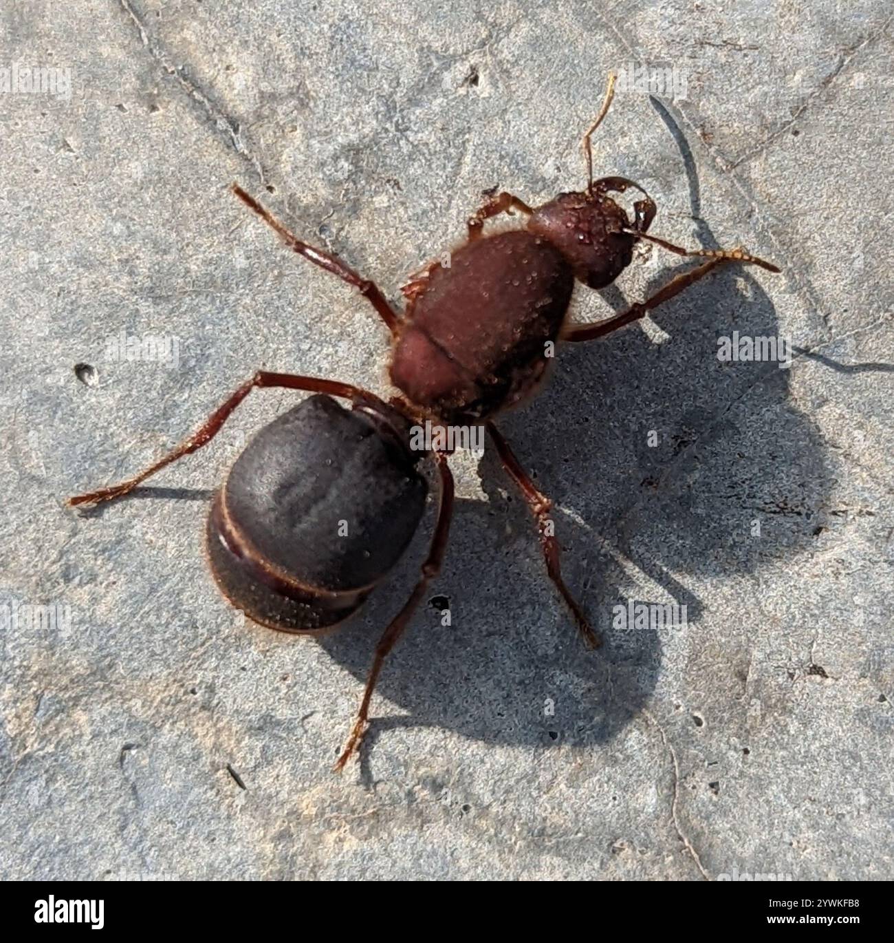 Chicatana Leafcutter Ant (Atta mexicana Stock Photo - Alamy