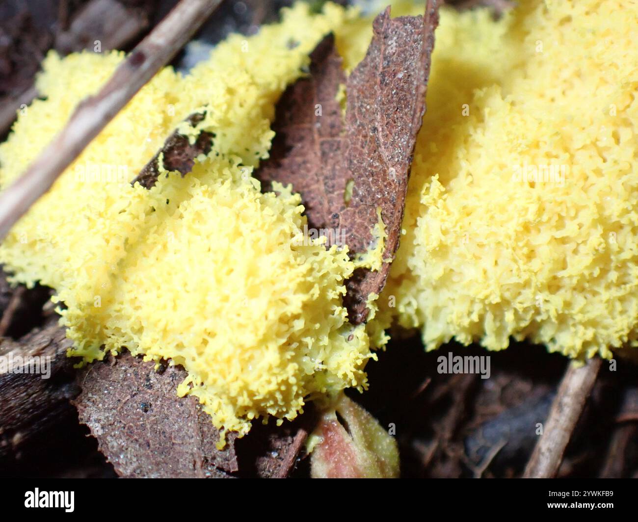 Dog Vomit Slime Mold (Fuligo septica Stock Photo - Alamy