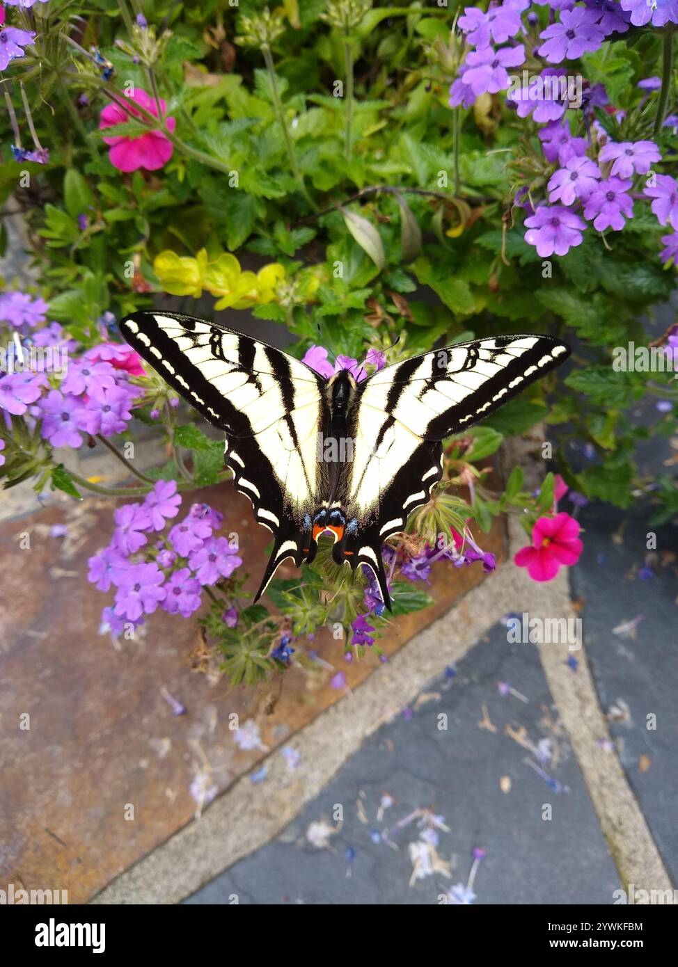 Western Tiger Swallowtail (Papilio rutulus Stock Photo - Alamy