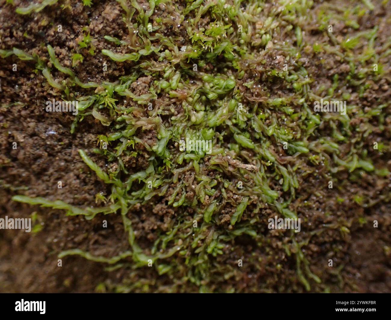 Red Flapwort (Jungermannia rubra Stock Photo - Alamy