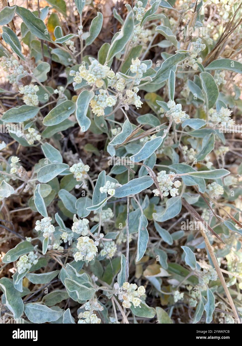 California croton (Croton californicus Stock Photo - Alamy