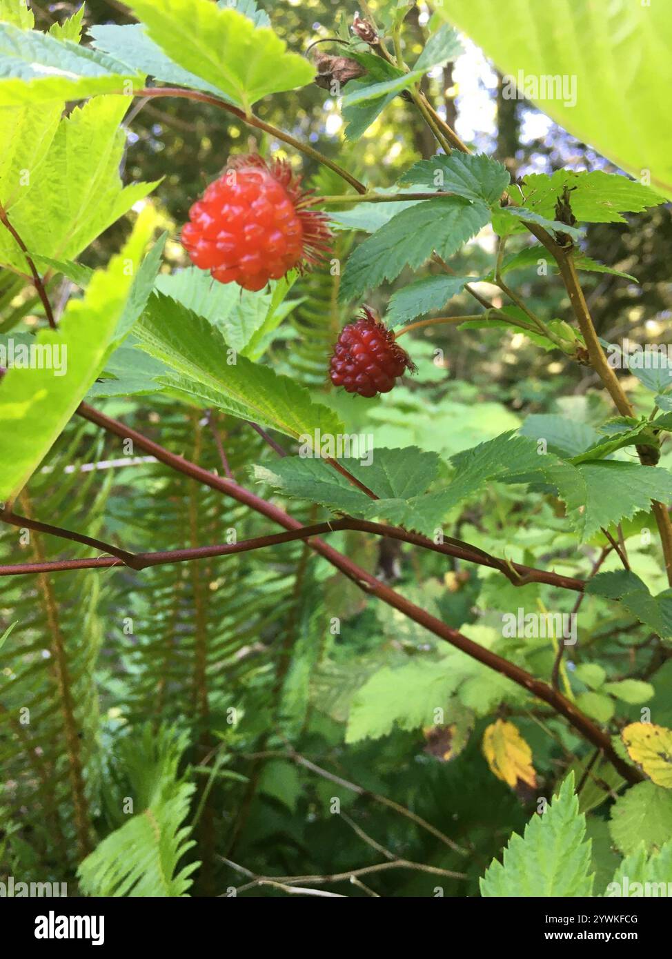 Salmonberry (Rubus spectabilis Stock Photo - Alamy