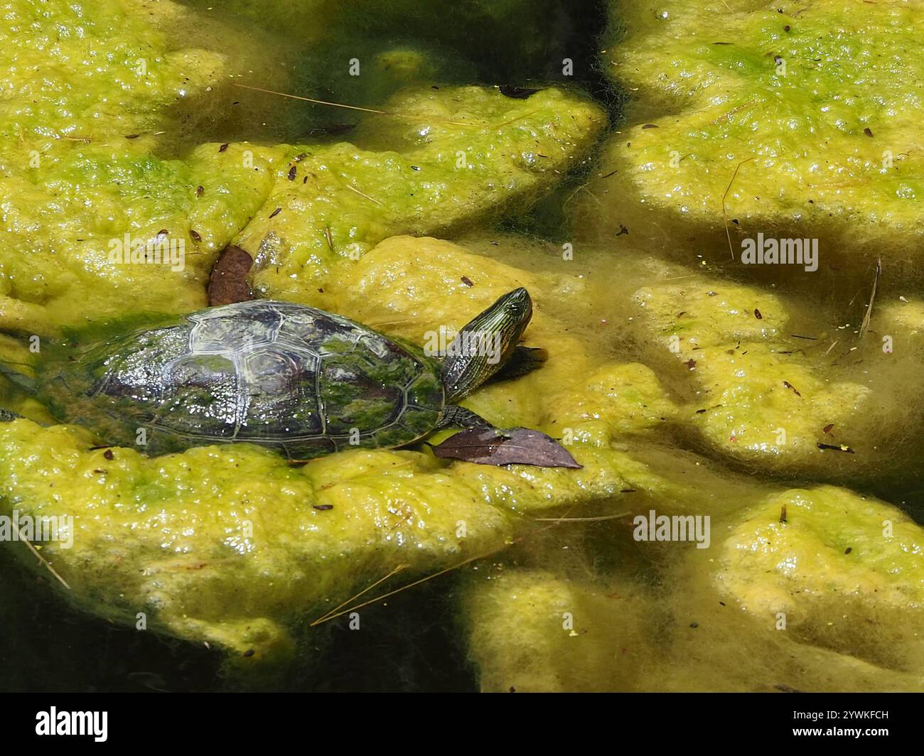 Mauremys sinensis hi-res stock photography and images - Alamy
