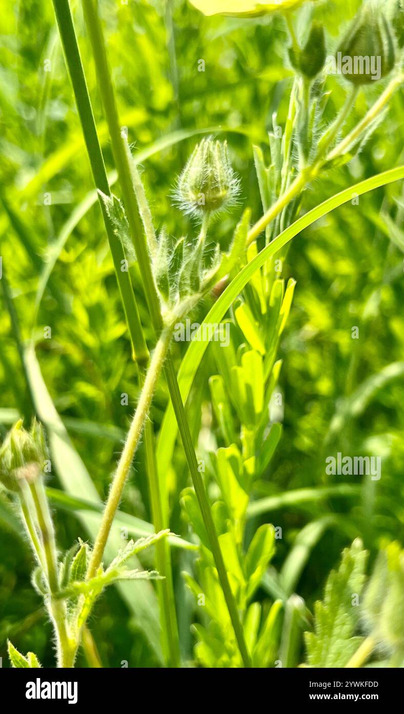 sulphur cinquefoil (Potentilla recta Stock Photo - Alamy