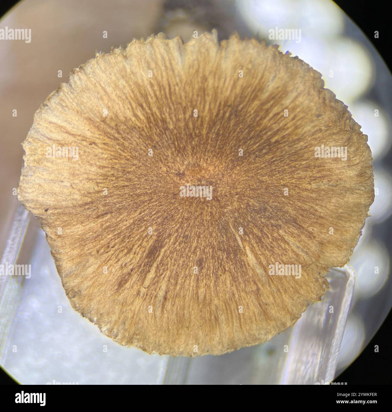 Fiber Caps (Inocybe Stock Photo - Alamy