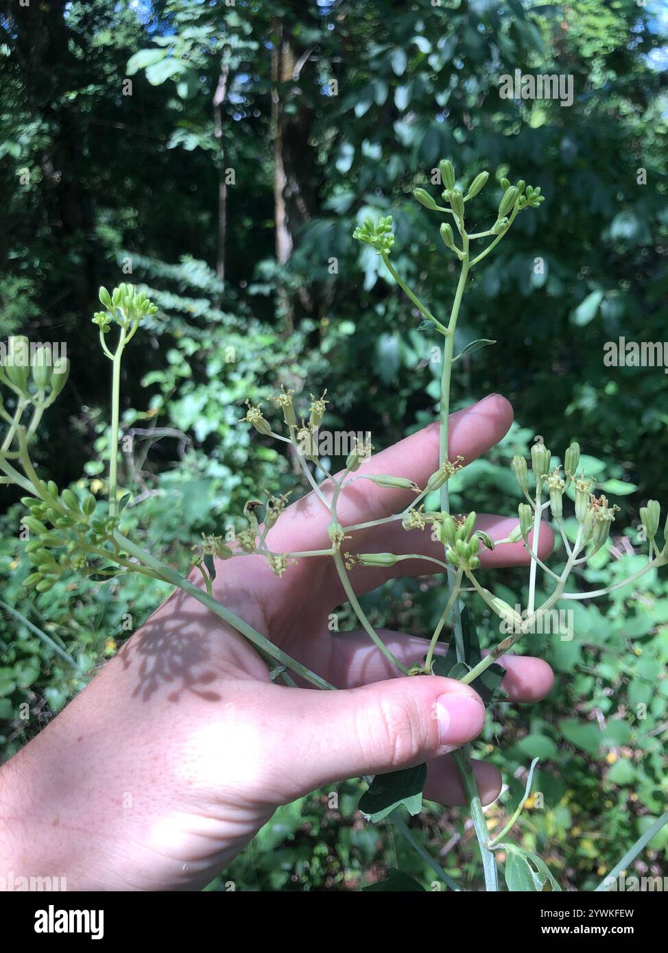 pale Indian plantain (Arnoglossum atriplicifolium Stock Photo - Alamy