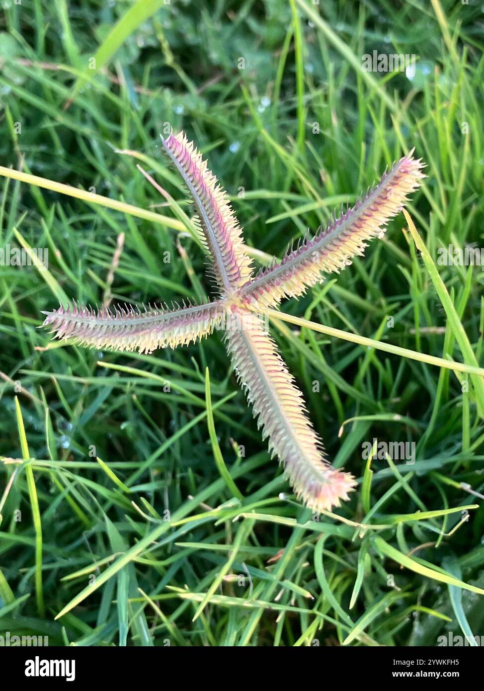 Crowsfoot hi-res stock photography and images - Alamy