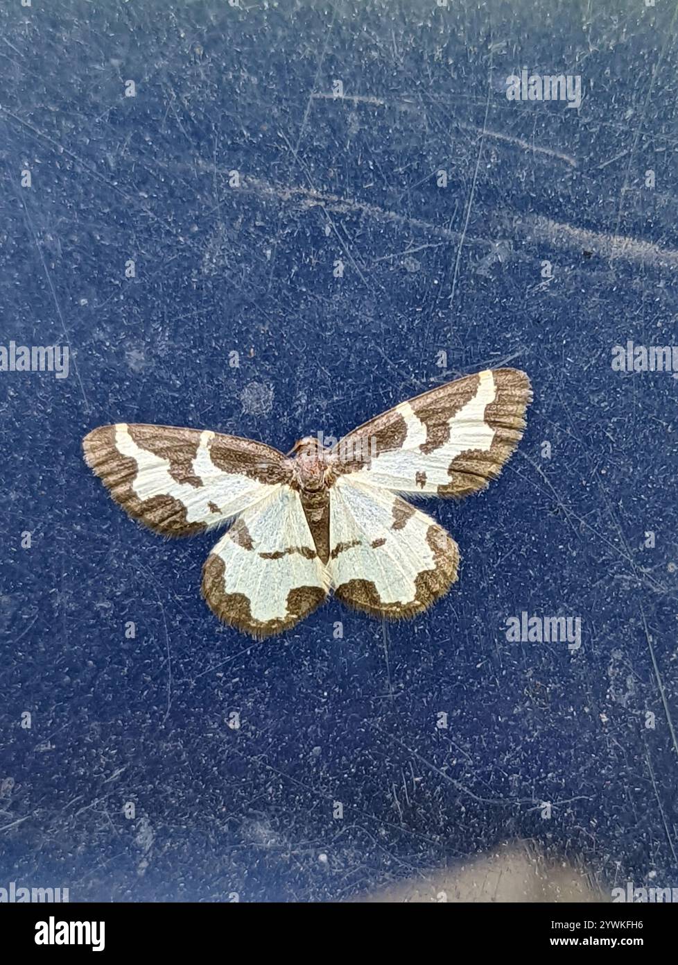 Clouded Border (Lomaspilis marginata Stock Photo - Alamy