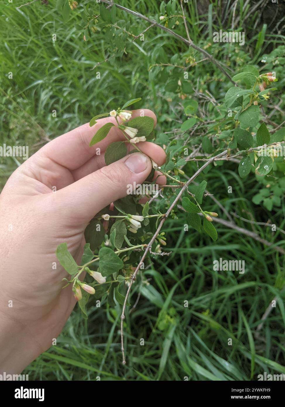 Rotundifolius hi-res stock photography and images - Alamy