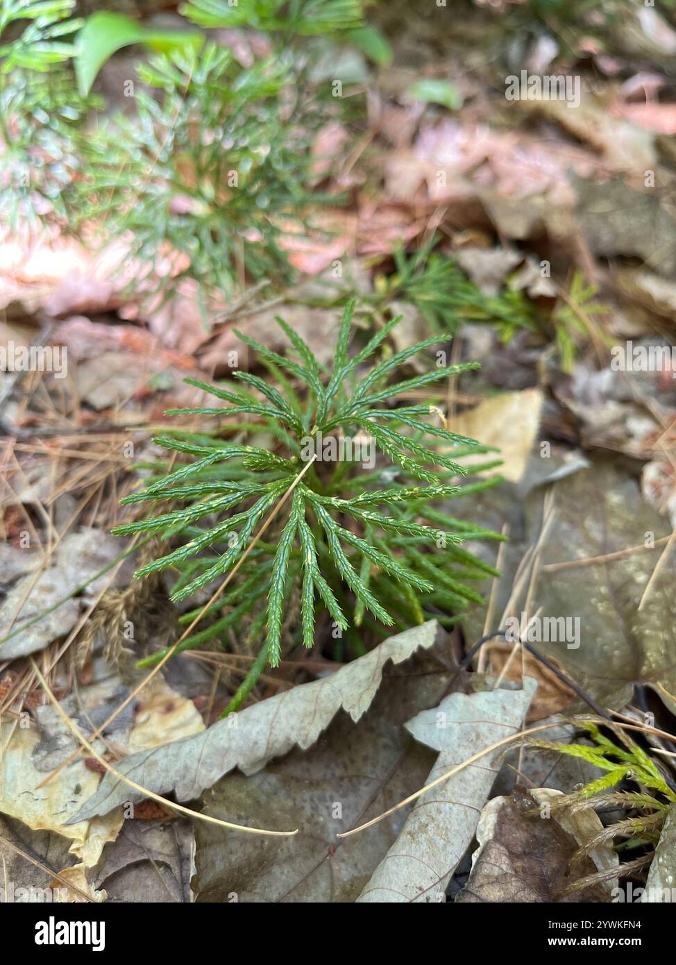 fan clubmoss (Diphasiastrum digitatum Stock Photo - Alamy