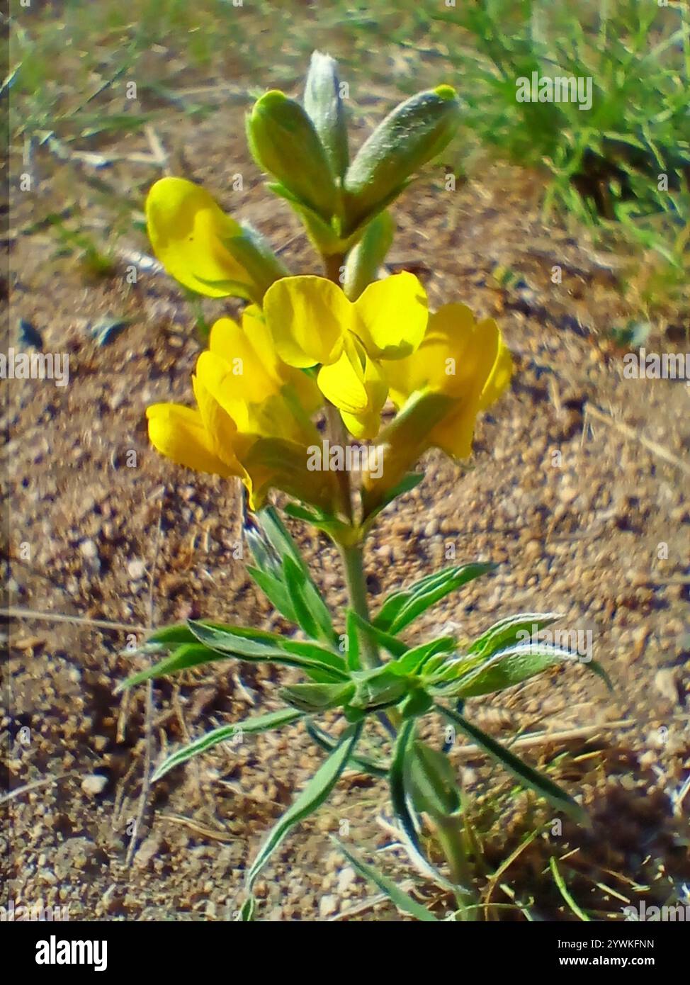 lanceleaf thermopsis (Thermopsis lanceolata Stock Photo - Alamy