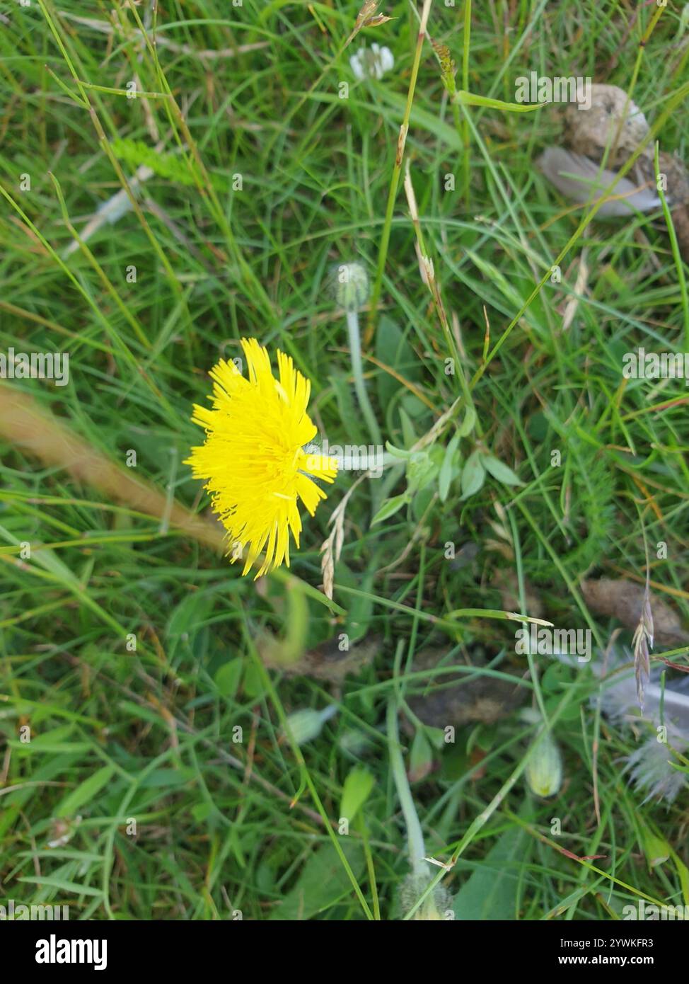 mouse-eared hawkweed (Pilosella officinarum Stock Photo - Alamy