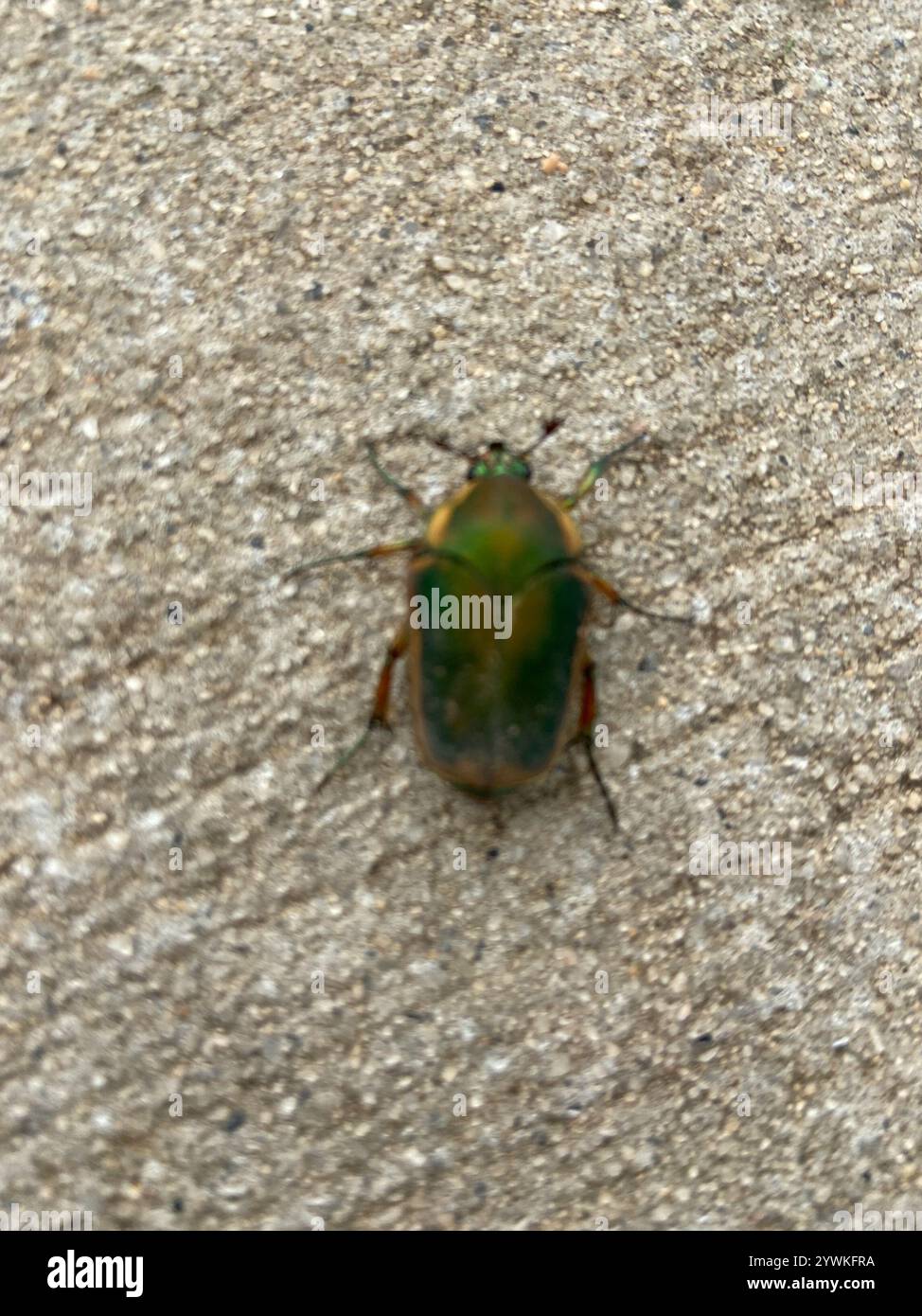 Common Green June Beetle (Cotinis nitida Stock Photo - Alamy