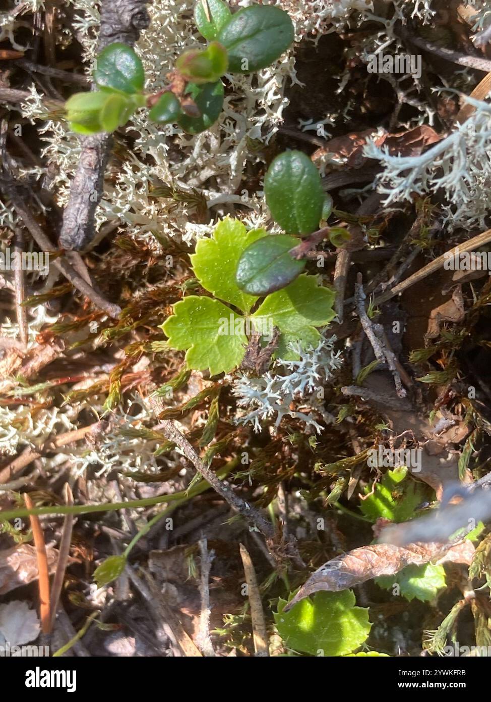 Goldthread hi-res stock photography and images - Alamy