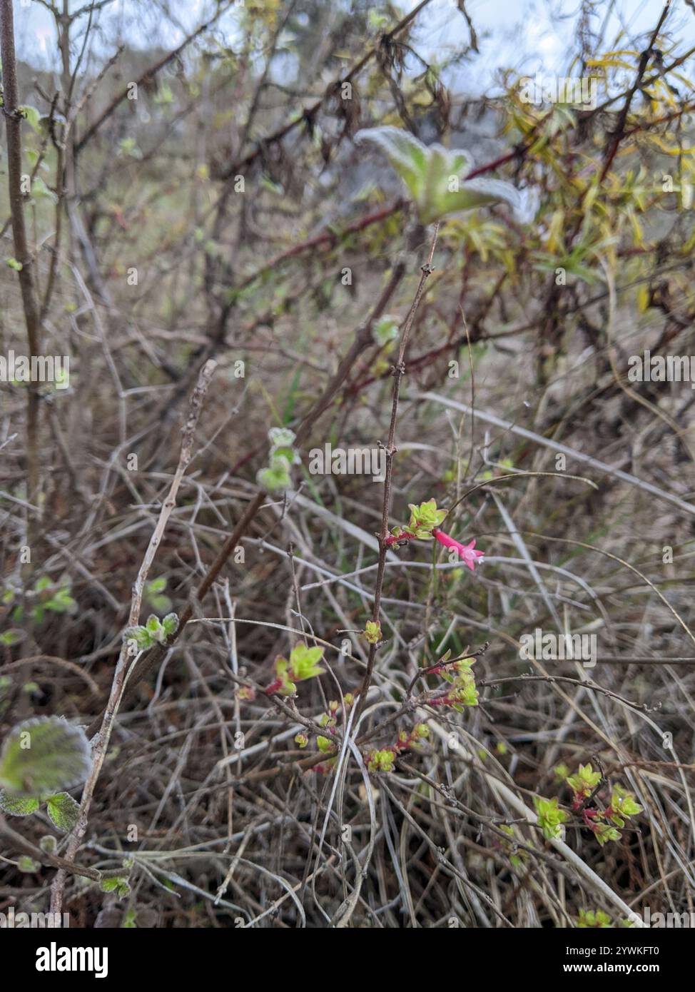 Fuchsia microphylla hi-res stock photography and images - Alamy