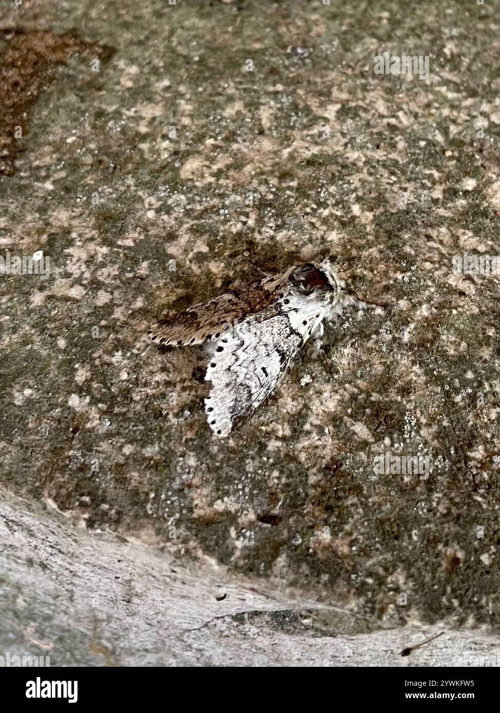 Western Furcula Moth (Furcula occidentalis Stock Photo - Alamy