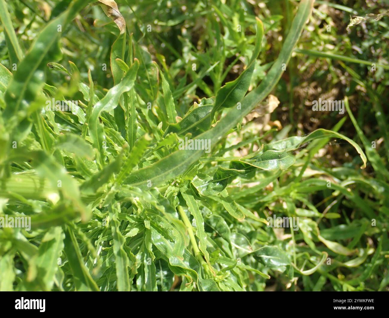 Weld (Reseda luteola Stock Photo - Alamy