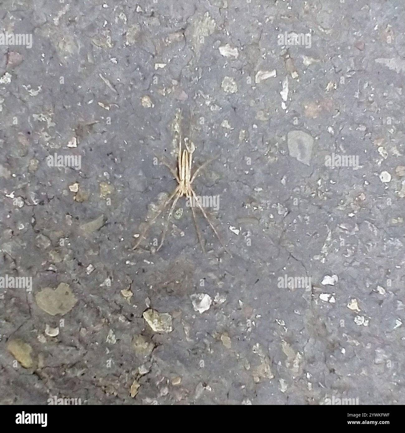 Slender Crab Spiders (Tibellus Stock Photo - Alamy