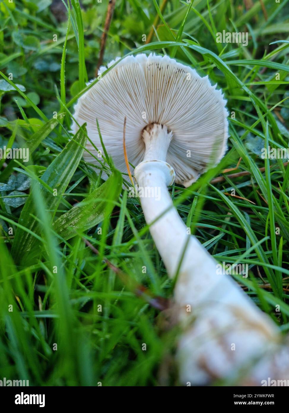 White Dapperling (Leucoagaricus leucothites Stock Photo - Alamy