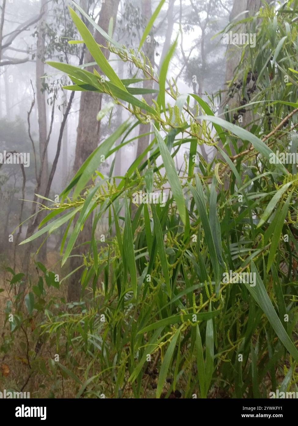 Golden Rods (Acacia longifolia longifolia Stock Photo - Alamy