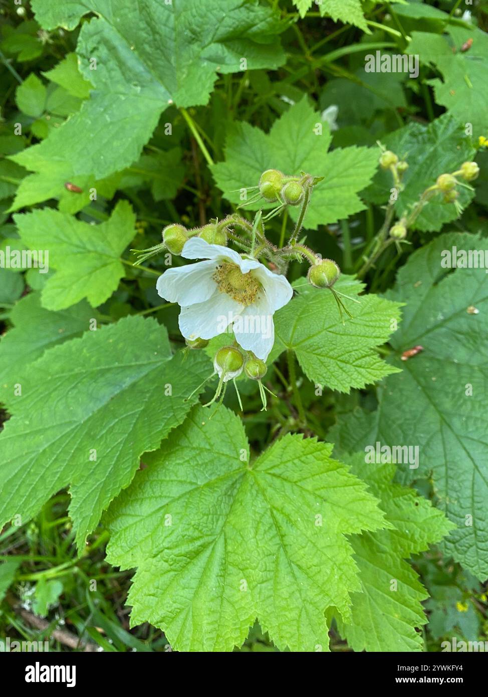 thimbleberry (Rubus parviflorus Stock Photo - Alamy