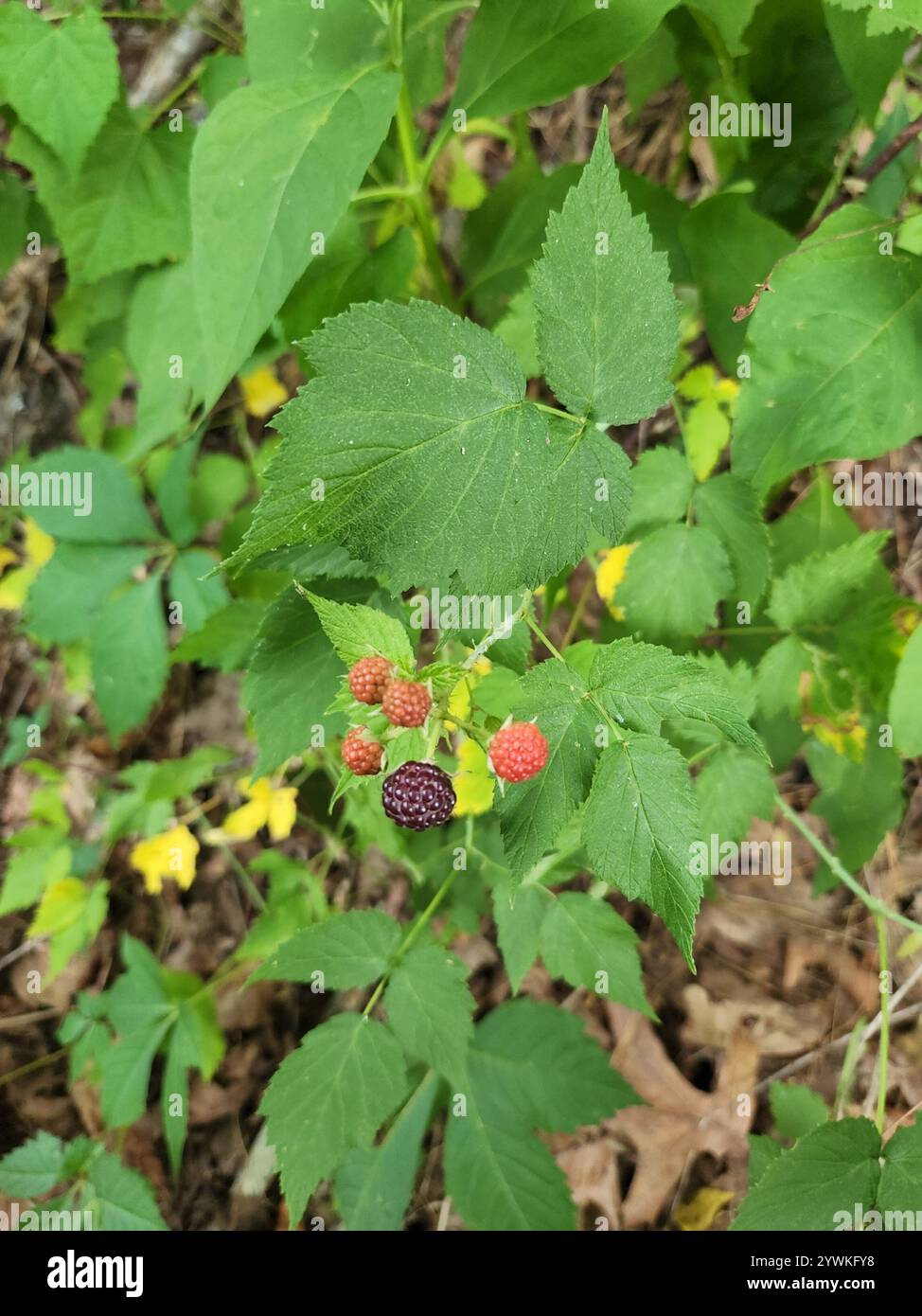 black raspberry (Rubus occidentalis Stock Photo - Alamy