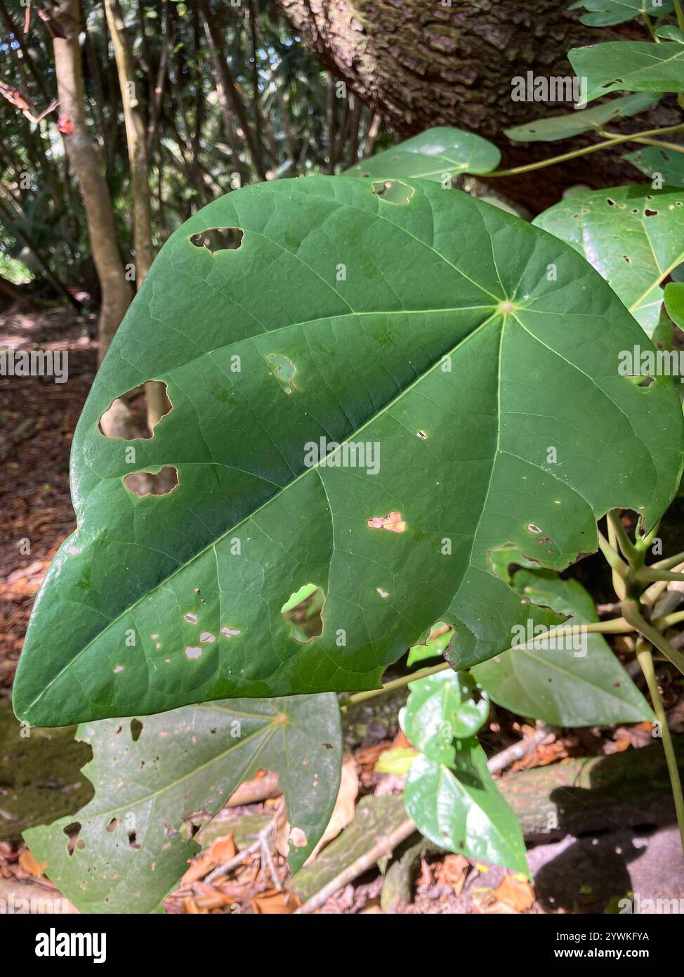 Lantern Tree (Hernandia nymphaeifolia Stock Photo - Alamy