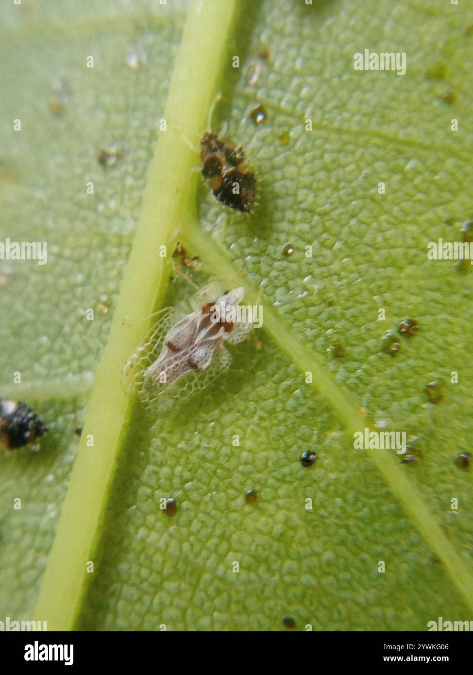 Eastern Sycamore Lace Bug (Corythucha ciliata Stock Photo - Alamy