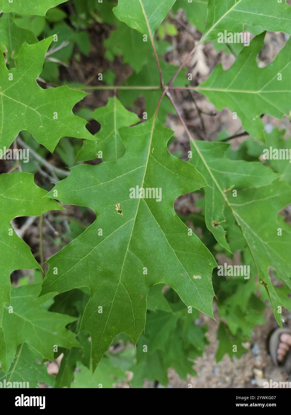 northern red oak (Quercus rubra Stock Photo - Alamy