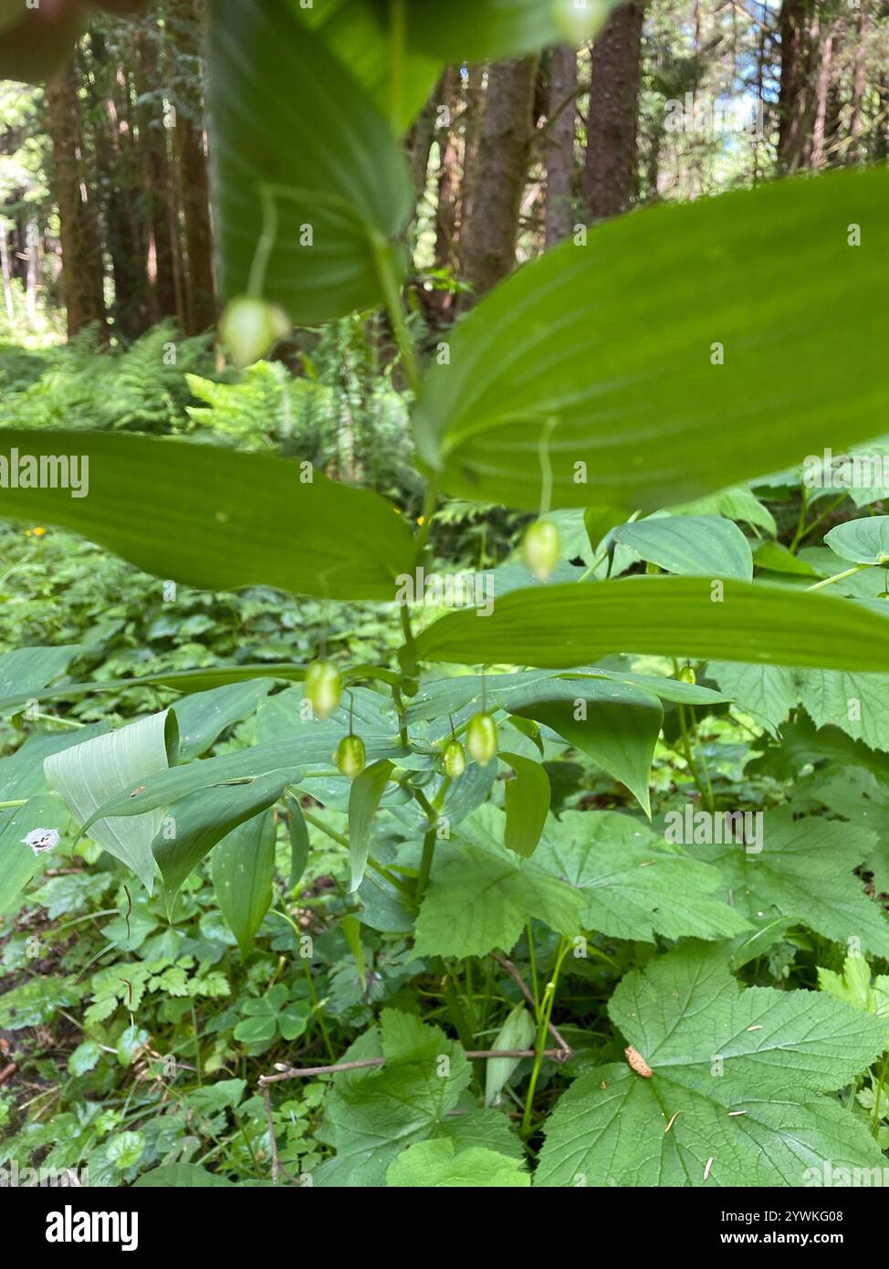 white twisted-stalk (Streptopus amplexifolius Stock Photo - Alamy