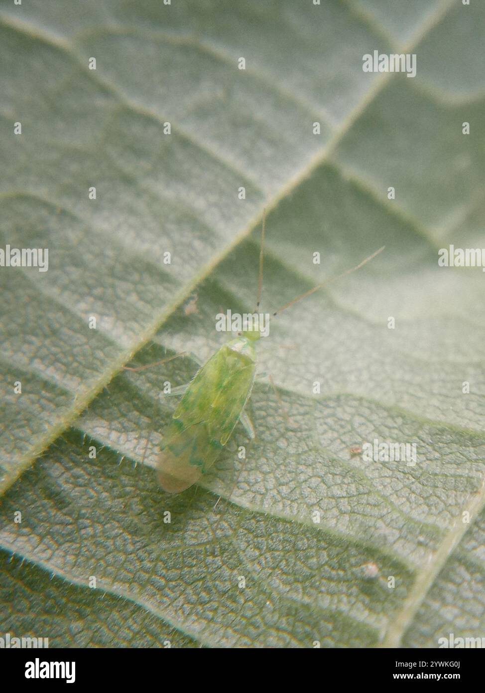 Apple capsid hi-res stock photography and images - Alamy