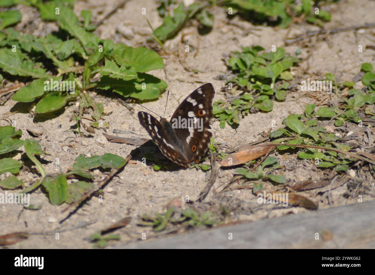 Lesser Purple Emperor (Apatura ilia Stock Photo - Alamy