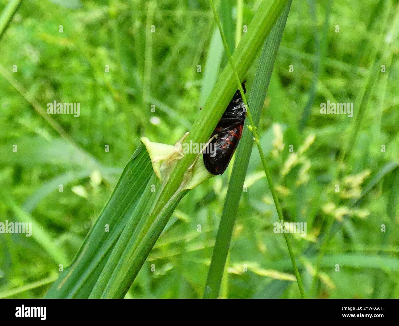 Common Froghopper (Cercopis vulnerata Stock Photo - Alamy