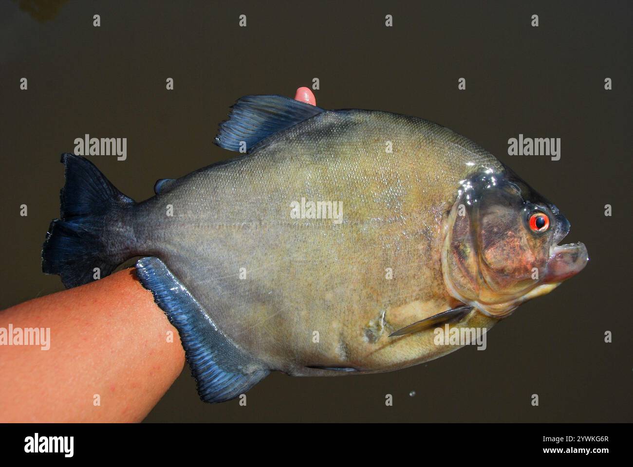 Serrasalmus rhombeus hi-res stock photography and images - Alamy