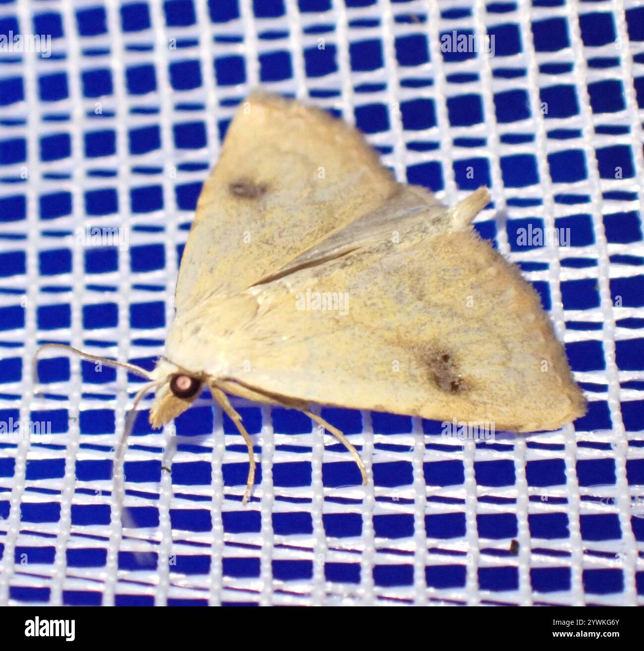 Straw Dot (Rivula sericealis Stock Photo - Alamy