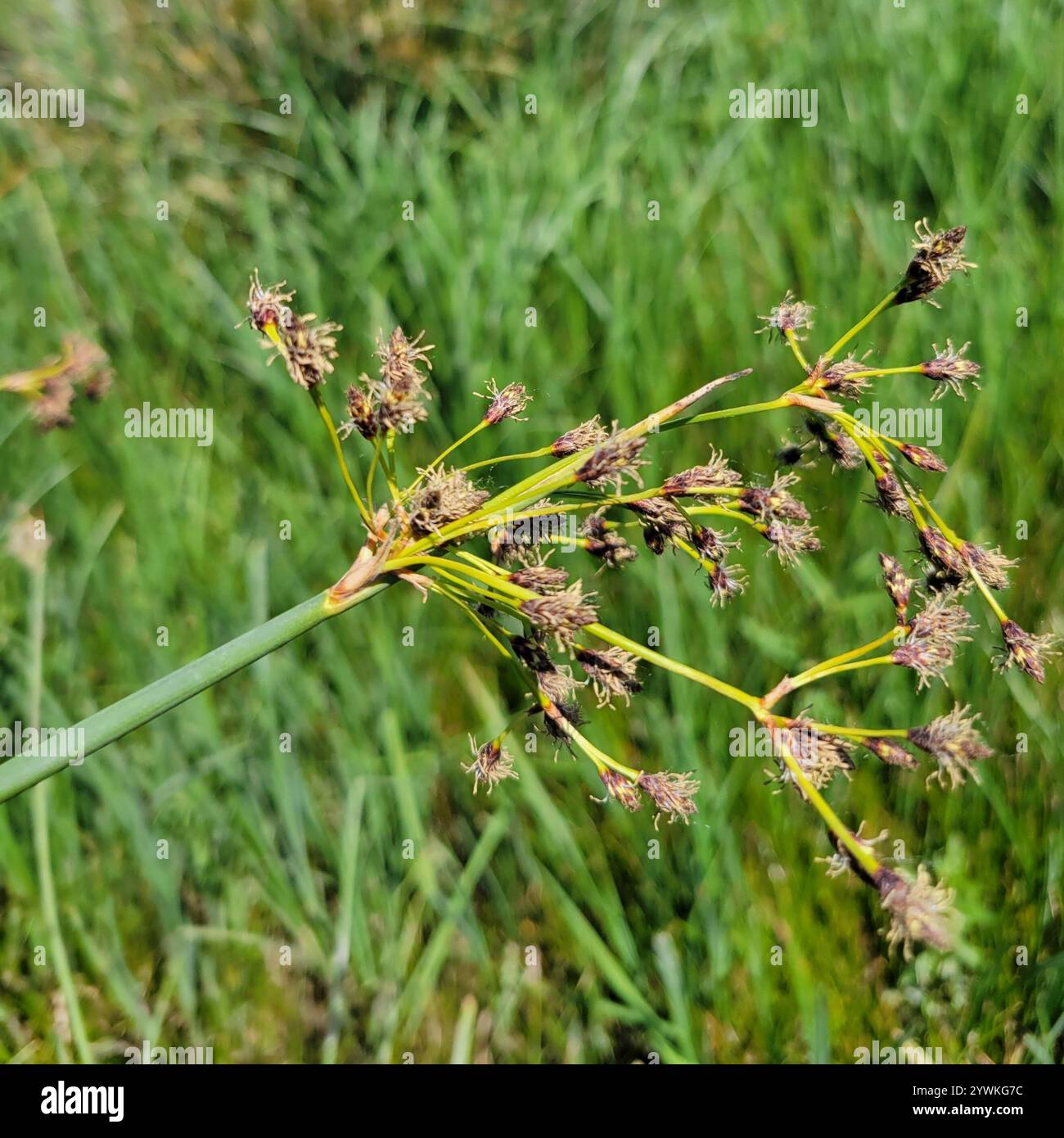 soft-stemmed bulrush (Schoenoplectus tabernaemontani Stock Photo - Alamy
