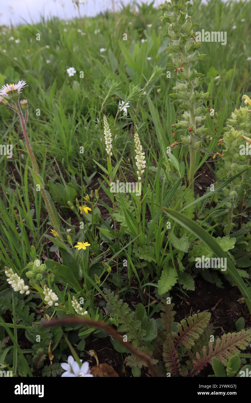 Seneca snakeroot hi-res stock photography and images - Alamy