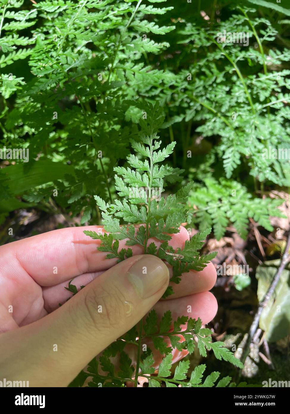 fragile ferns (Cystopteris Stock Photo - Alamy