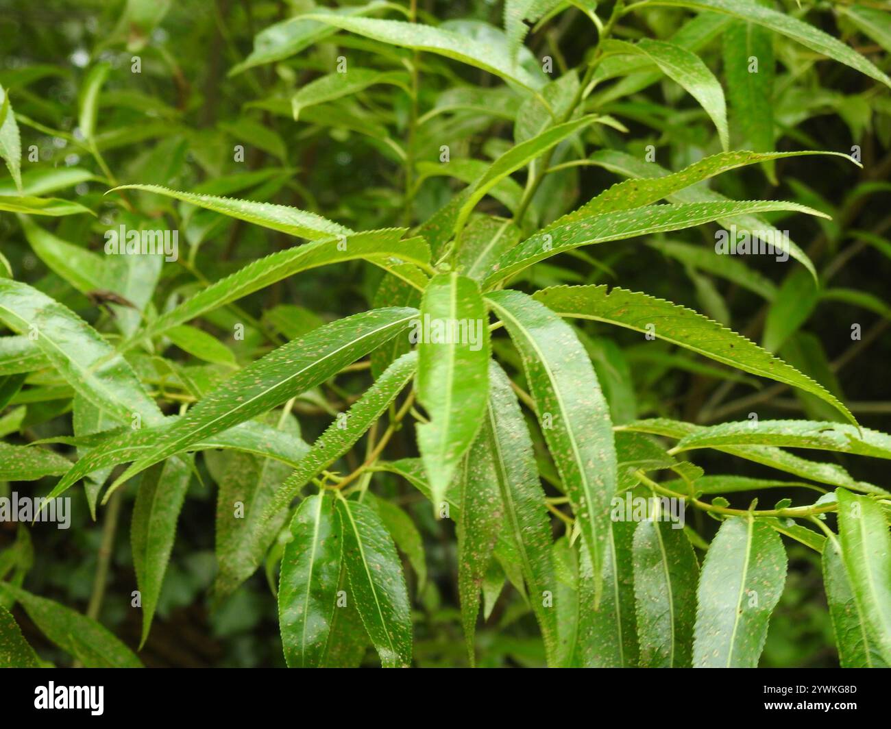 crack willow (Salix euxina Stock Photo - Alamy
