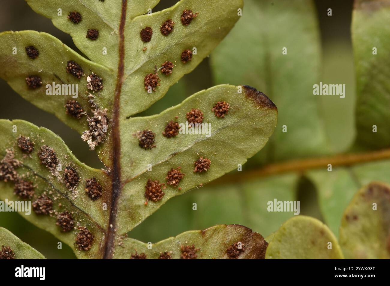 western polypody (Polypodium hesperium Stock Photo - Alamy