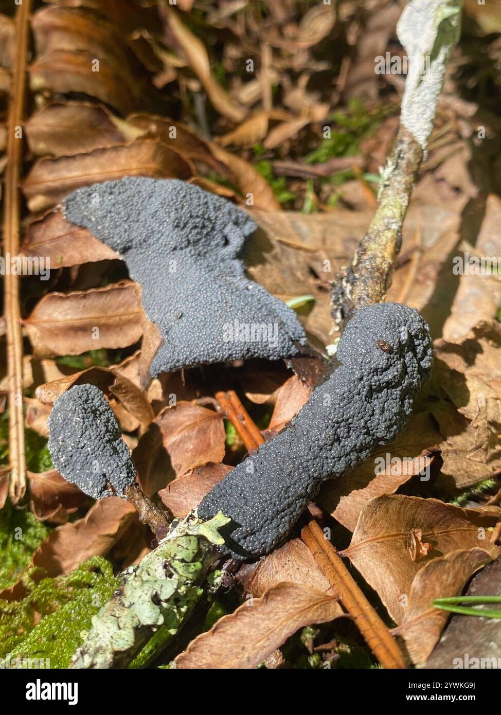 slime molds (Mycetozoa Stock Photo - Alamy