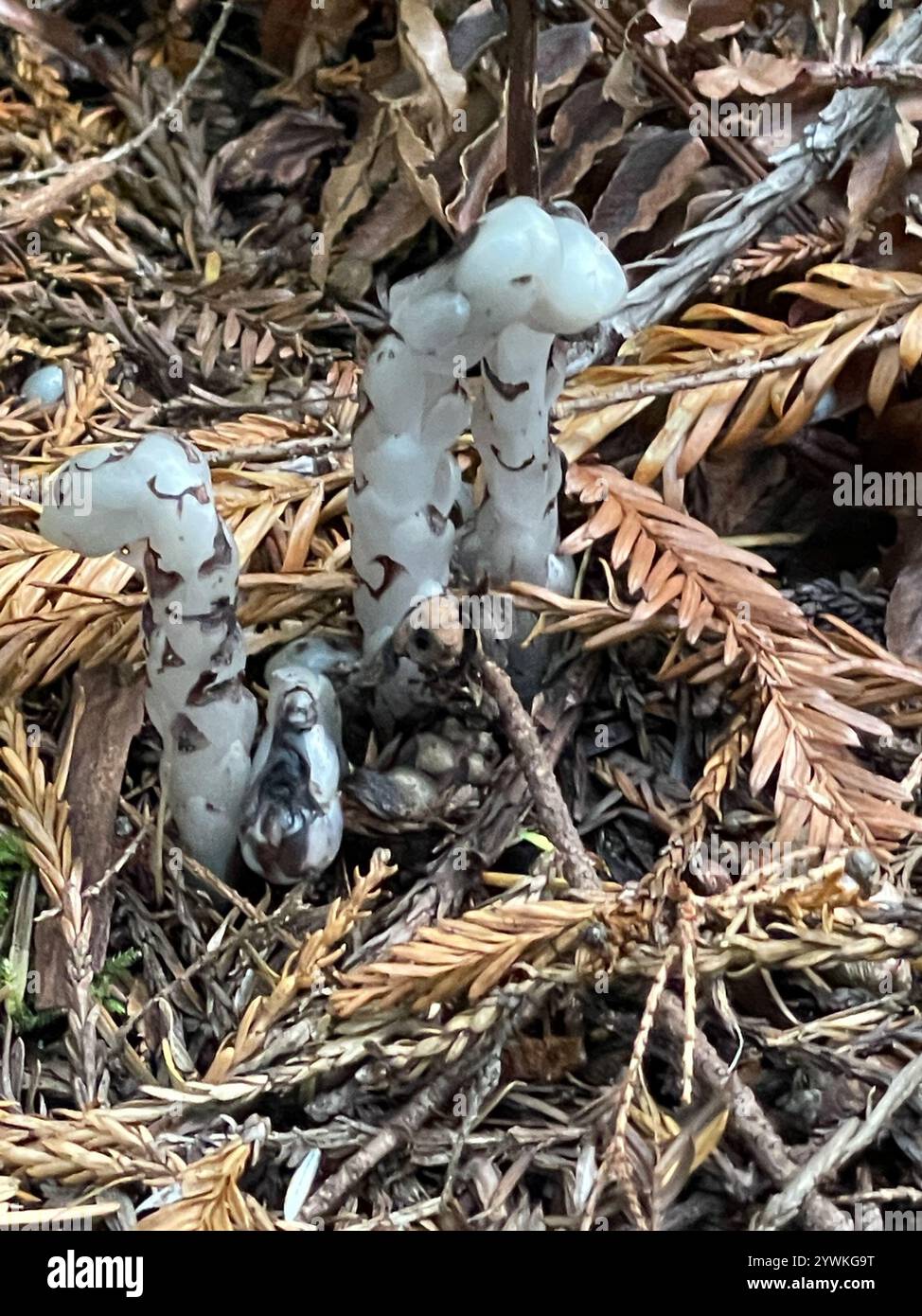 Ghost Pipe (Monotropa uniflora Stock Photo - Alamy