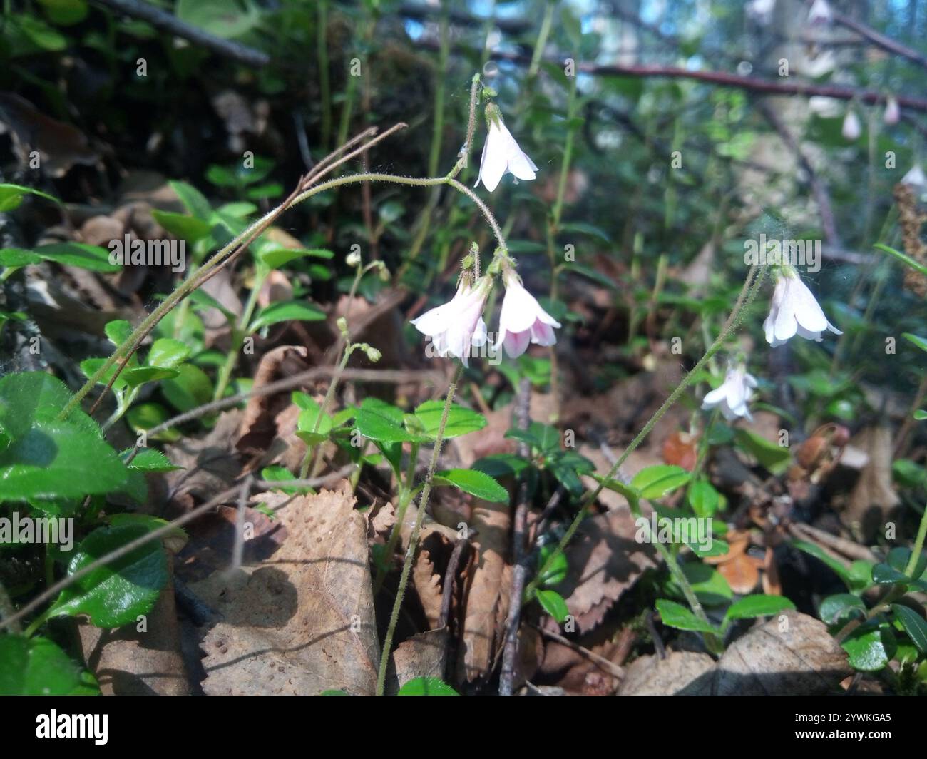 Twinflower (Linnaea borealis Stock Photo - Alamy